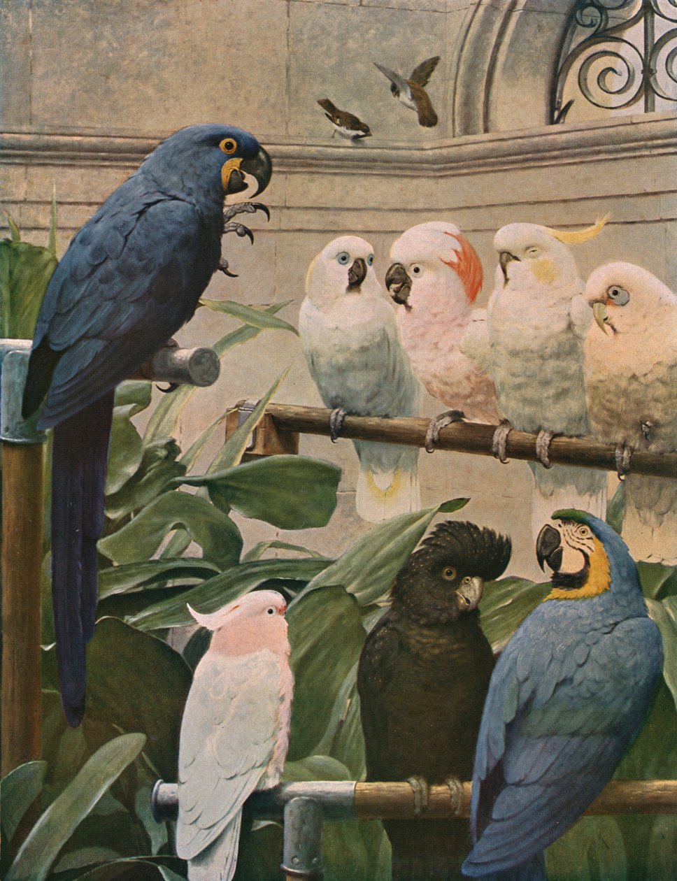 A Select Committee by Henry Stacey Marks: Fine art print