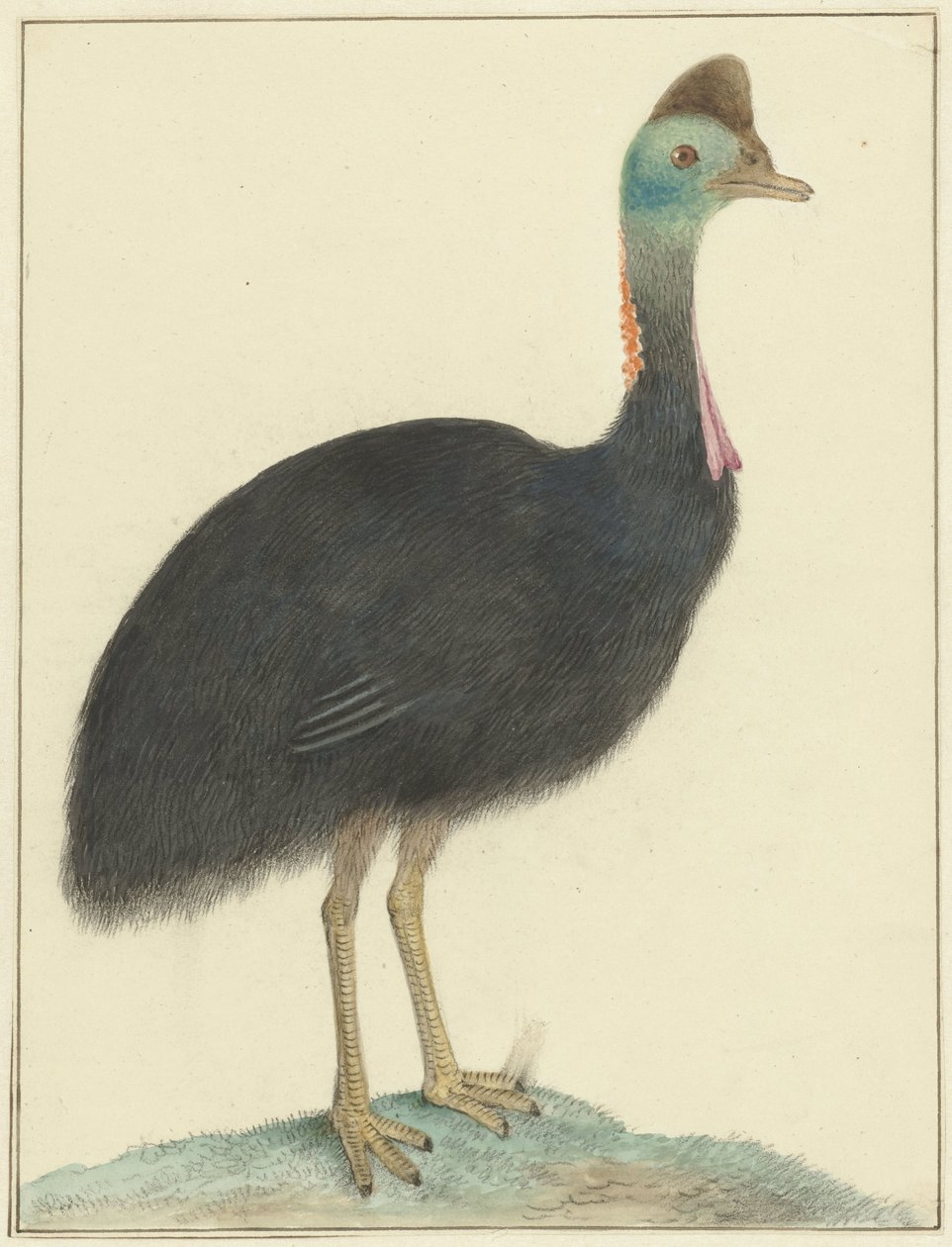 Cassowary by Isaac van Haastert: Premium art reproduction