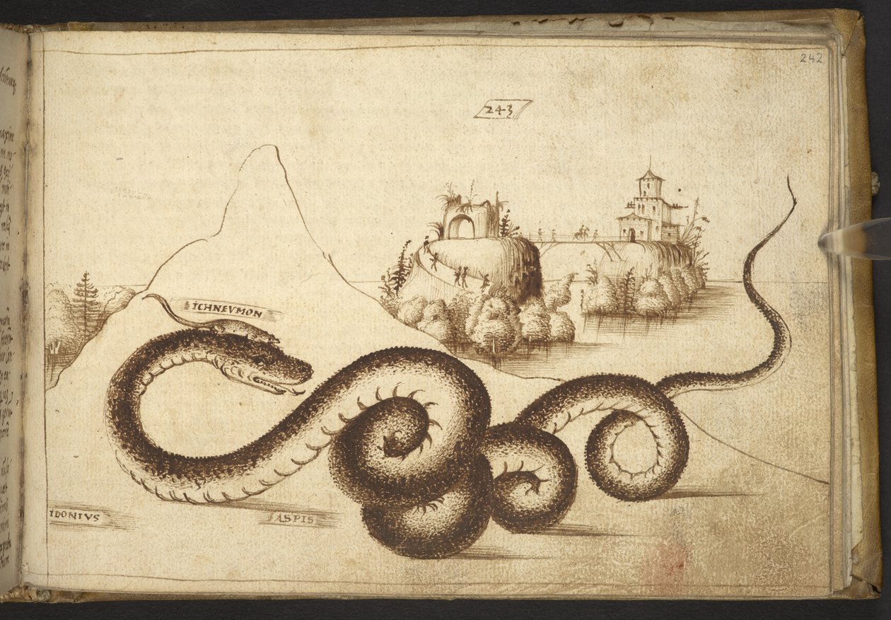 A snake ('aspis'), from Historia Animalium by Italian School