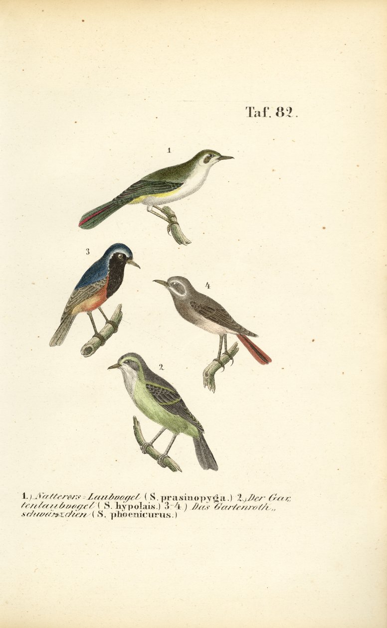 Bonelli's Warbler and Common Redstart by J. W. Tenhaeff