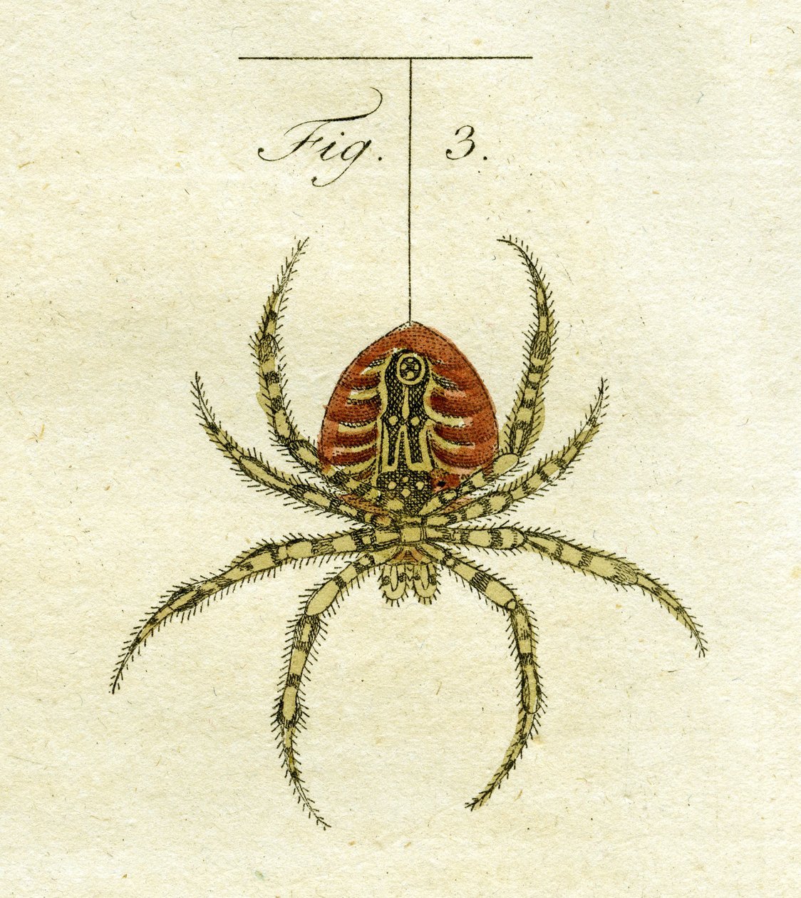 Illustration of a Spider by Jacob Xavier Schmuzer