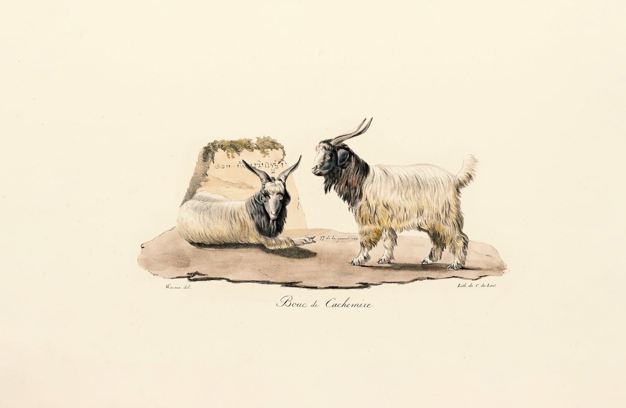 Cashmere Goat by Jacques Christophe Werner: Fine art print