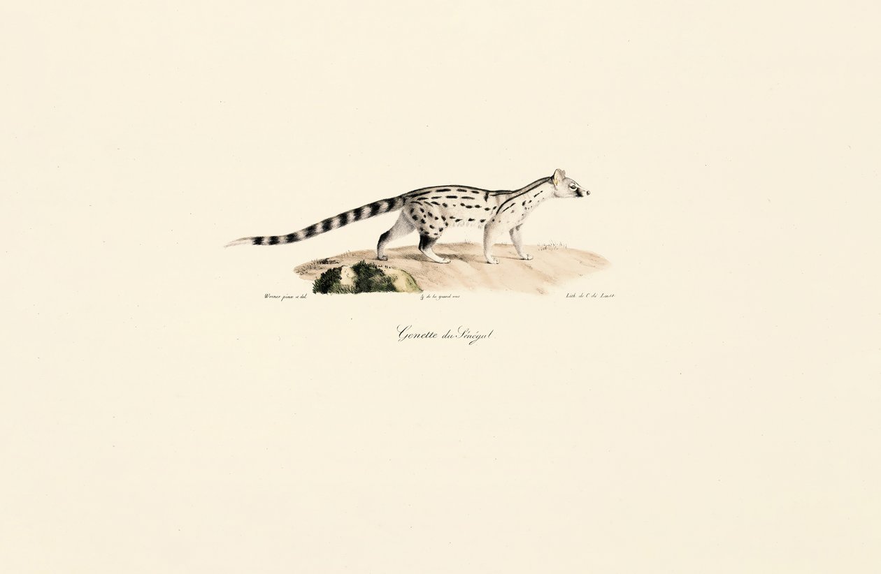 Common Genet by Jacques Christophe Werner: Fine art print