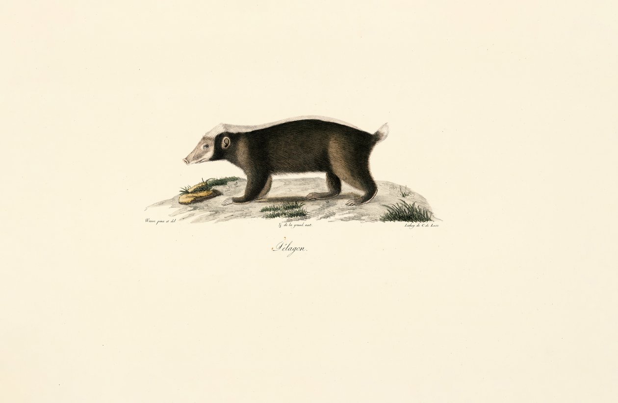 European Badger by Jacques Christophe Werner