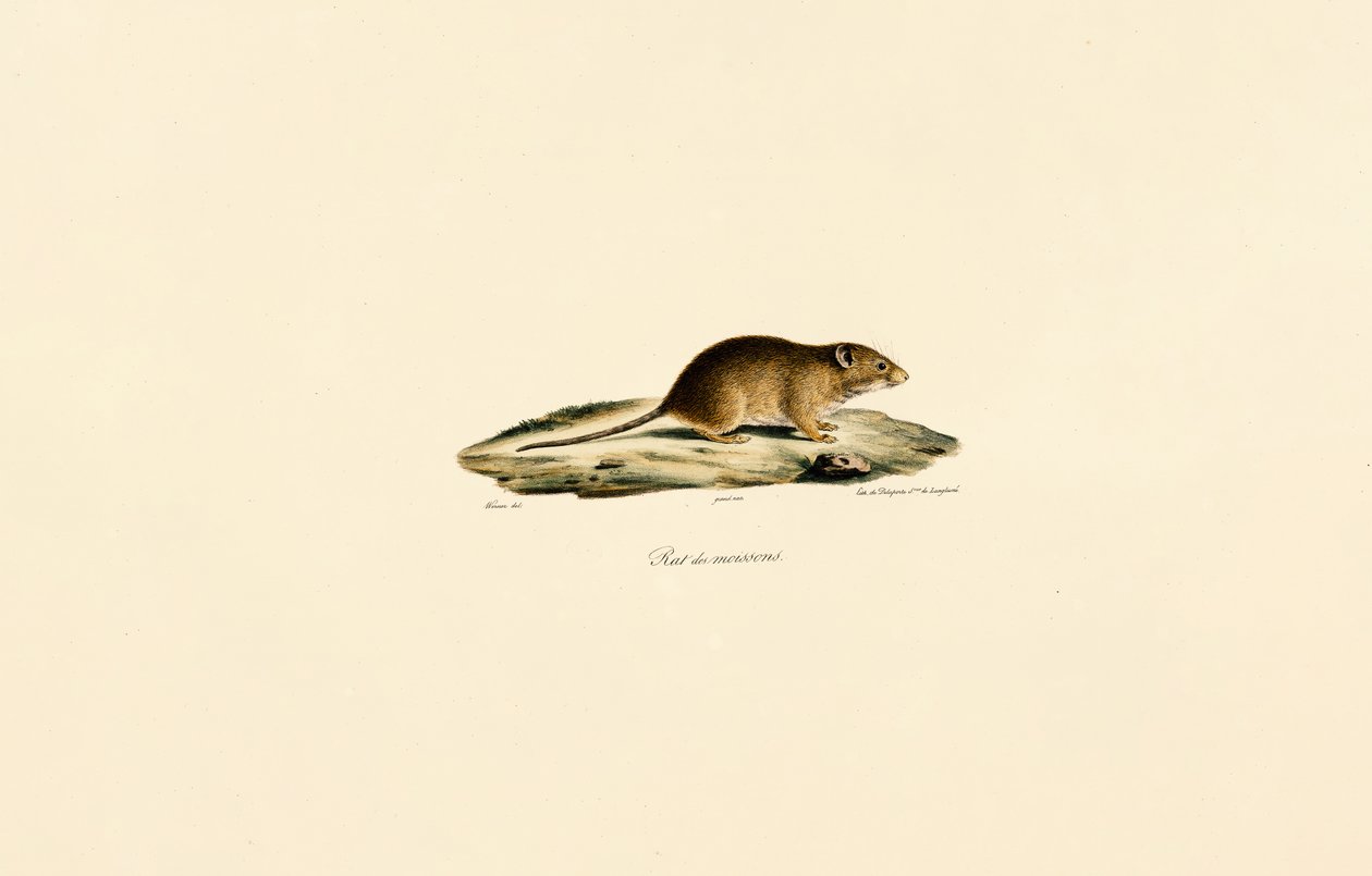 Harvest Mouse by Jacques Christophe Werner: Fine art print
