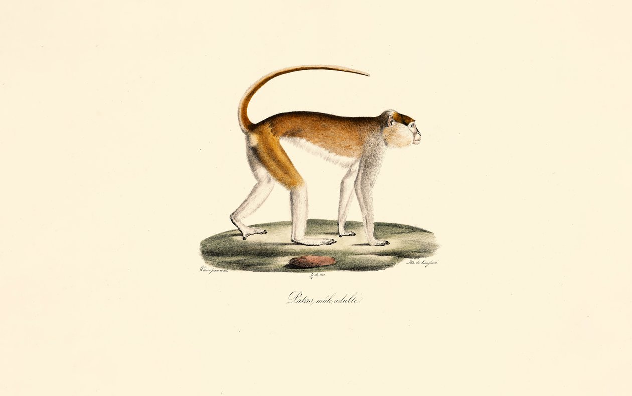 Patas Monkey (Adult Male) by Jacques Christophe Werner
