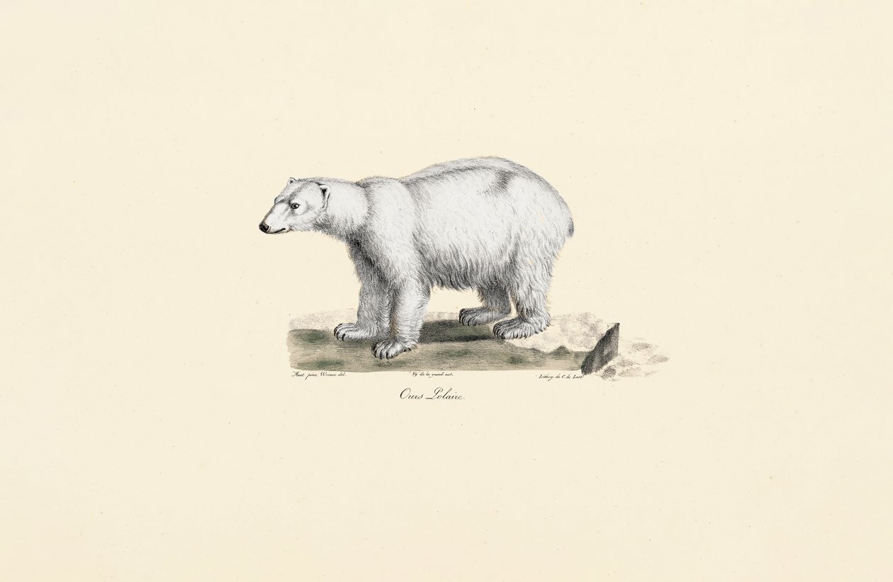 Polar Bear by Jacques Christophe Werner: Fine art print