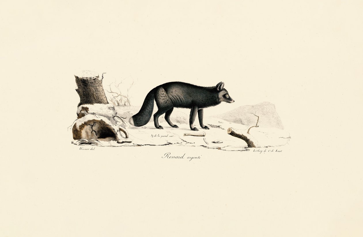 Silver Fox by Jacques Christophe Werner: Fine art print