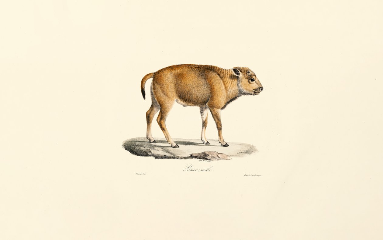 Takin by Jacques Christophe Werner: Buy fine art print