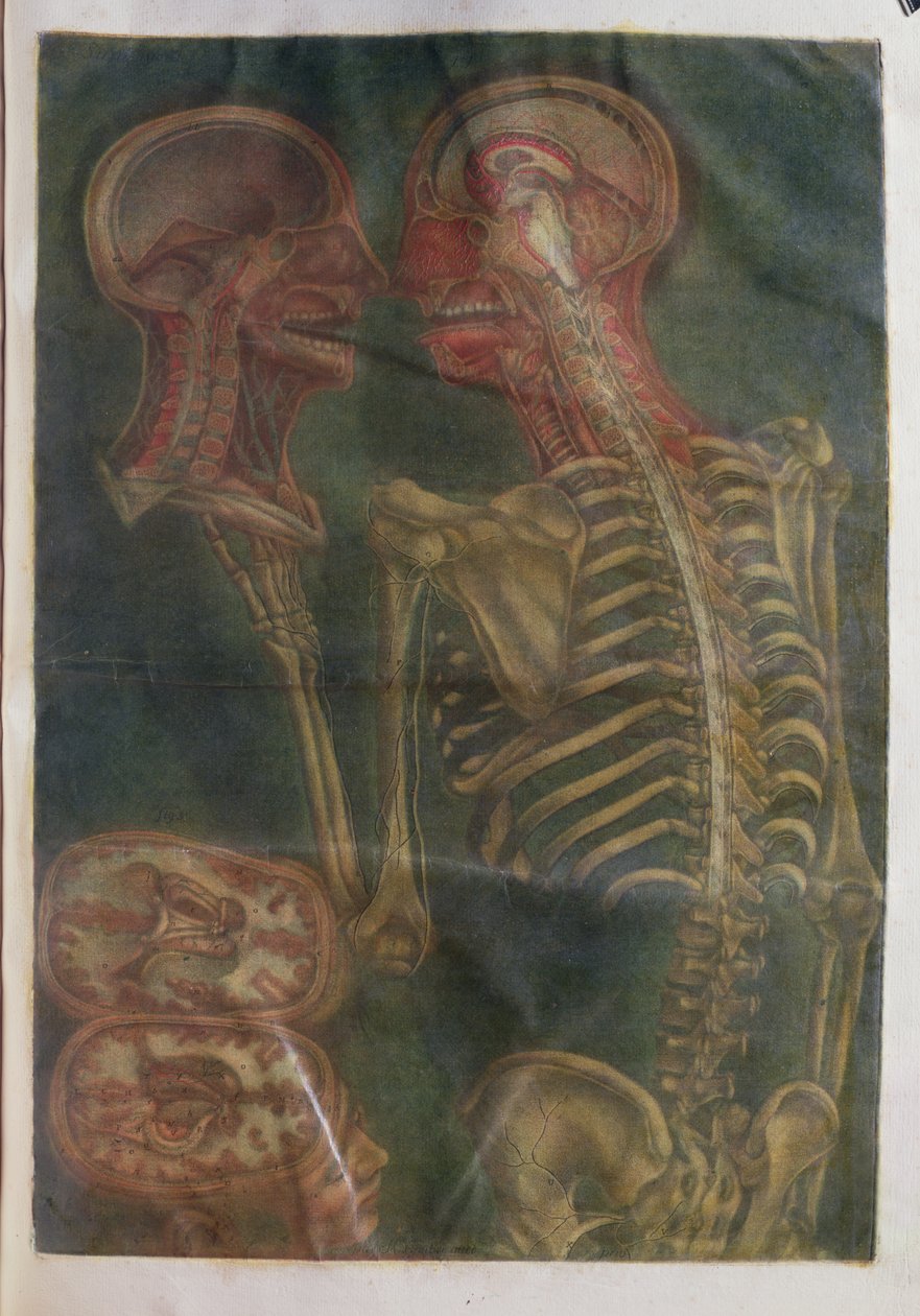 The Brain and the Spinal Chord, from 'Exposition Anatomique de la ...