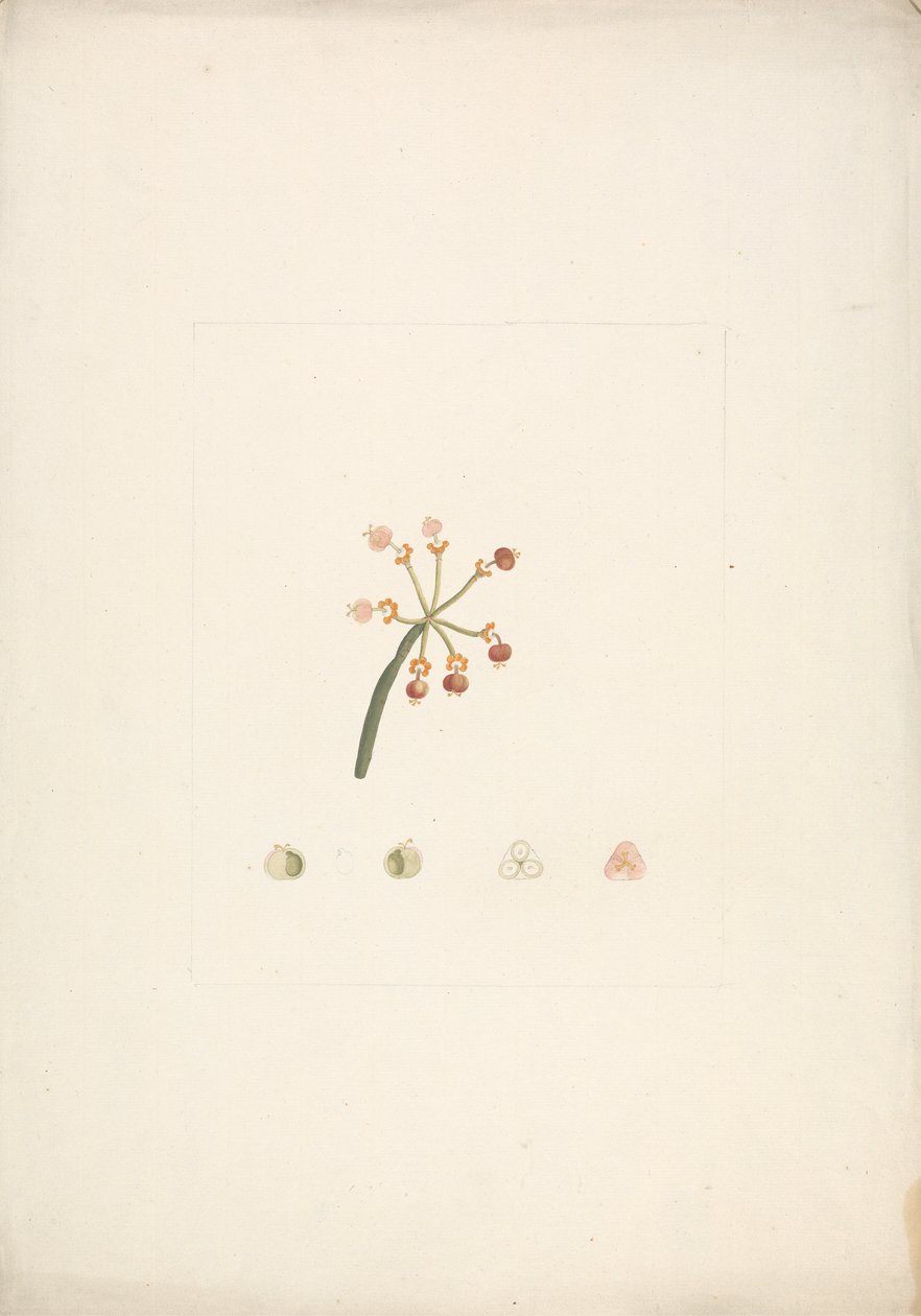 Euphorbia nubica N.E. Br. (Nubian Spurge): Finished Drawing of ...