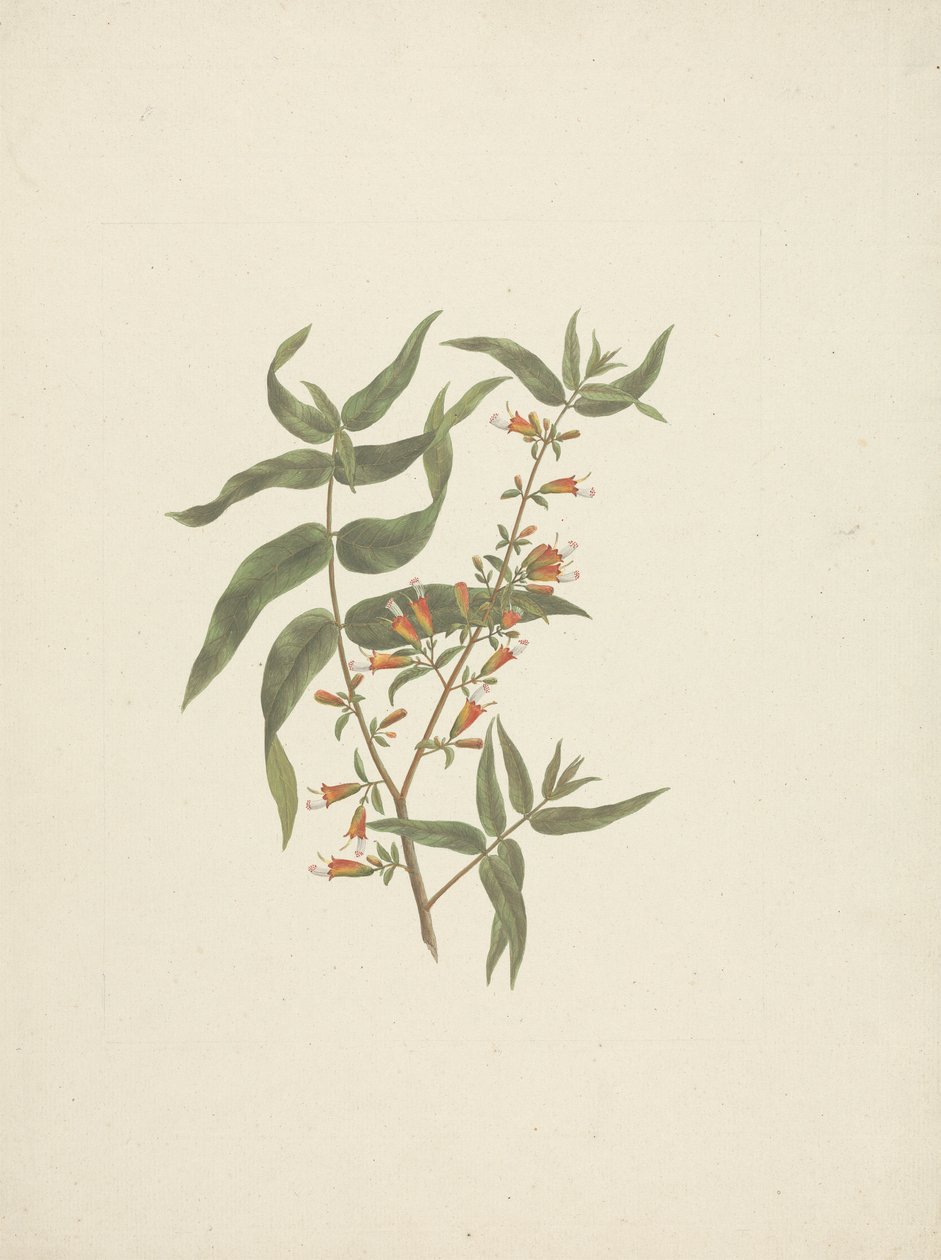 Woodfordia uniflora (A. Rich.) Koehne: Finished Drawing of Flowering Shoot