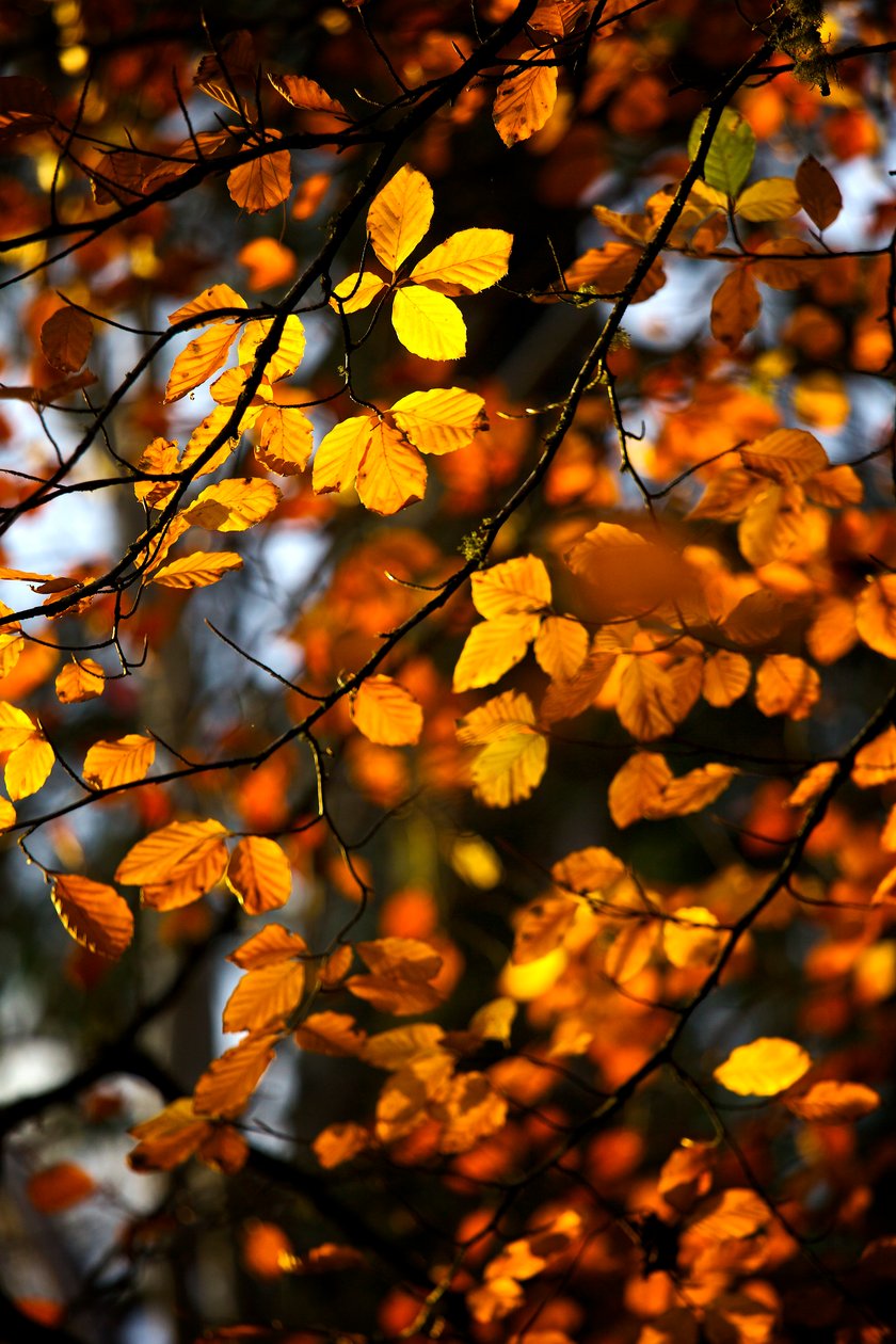 Yellow and Gold Autumn Leaves Still on the Branch of a Tree