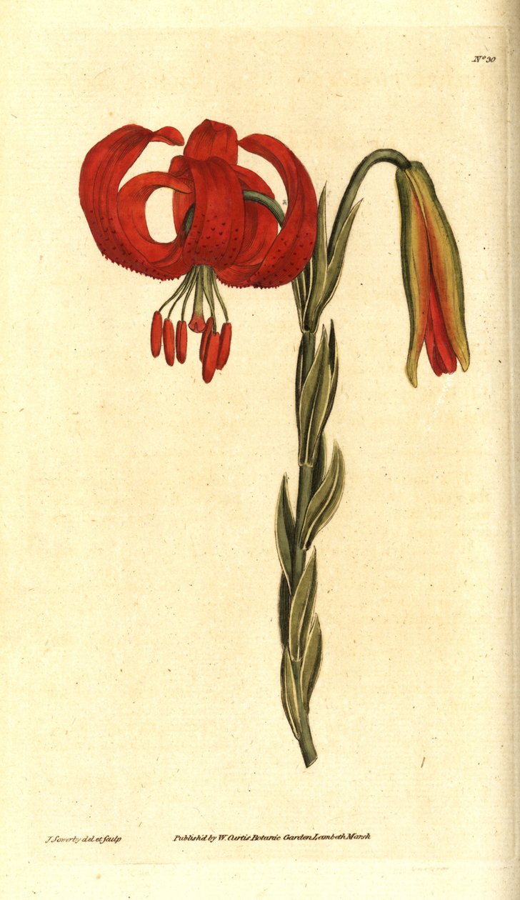 Chalcedonian lily, Lilium chalcedonicum by James Sowerby