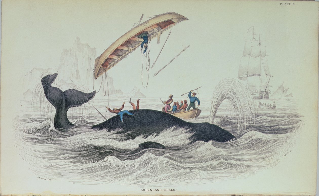 Greenland Whale, book illustration engraved by William Home Lizars