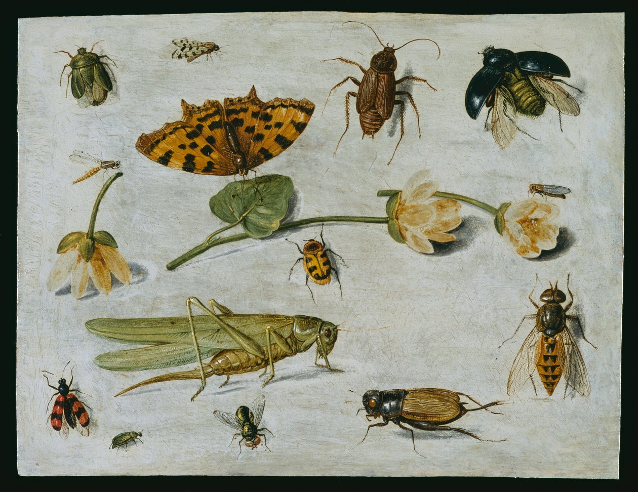 Insects by Jan van Kessel the Elder: Buy fine art prints