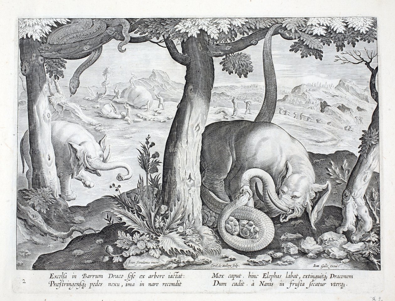 Snake Used in Elephant Hunting, Illustration from 'Venationes, Ferarum ...