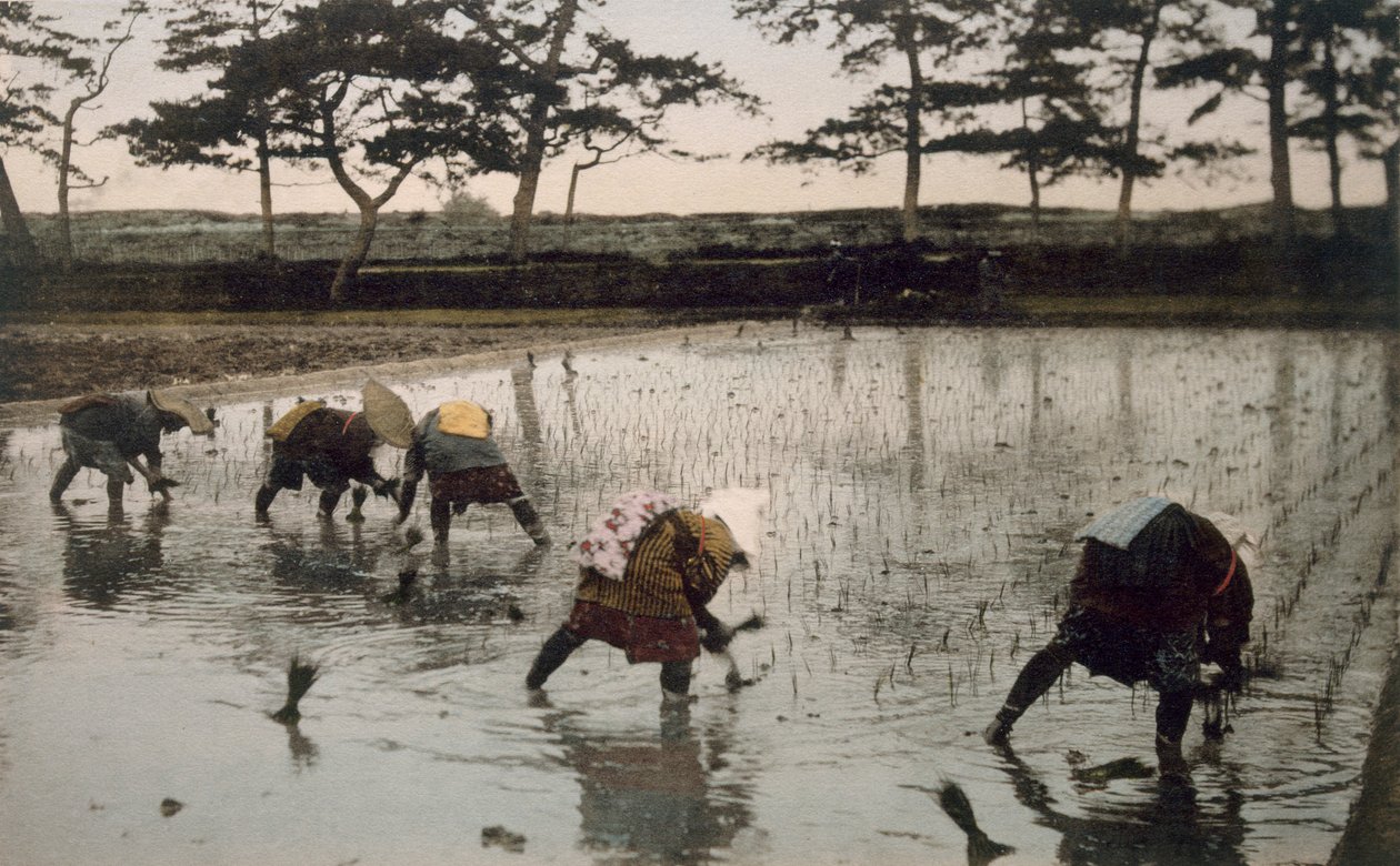 Five peasants re-planting rice in a paddy field