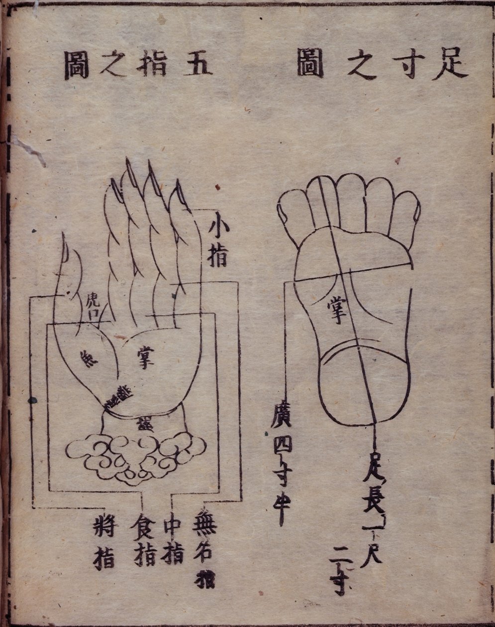 Diagram showing acupuncture points in the hands and feet, from a ...