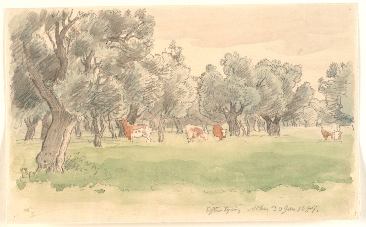 Greek Landscape with Olive Trees and Grazing Red-Spotted Cattle