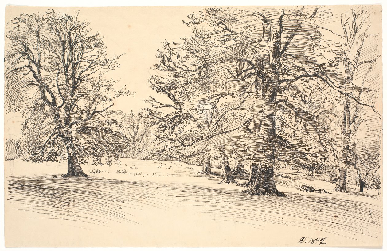 Gently Sloping Terrain with Scattered Large Trees