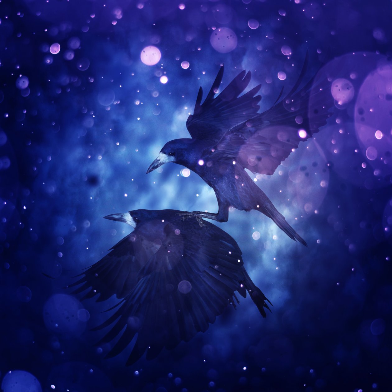 Bird Kingdom 3 by Johan Lilja: Buy fine art print