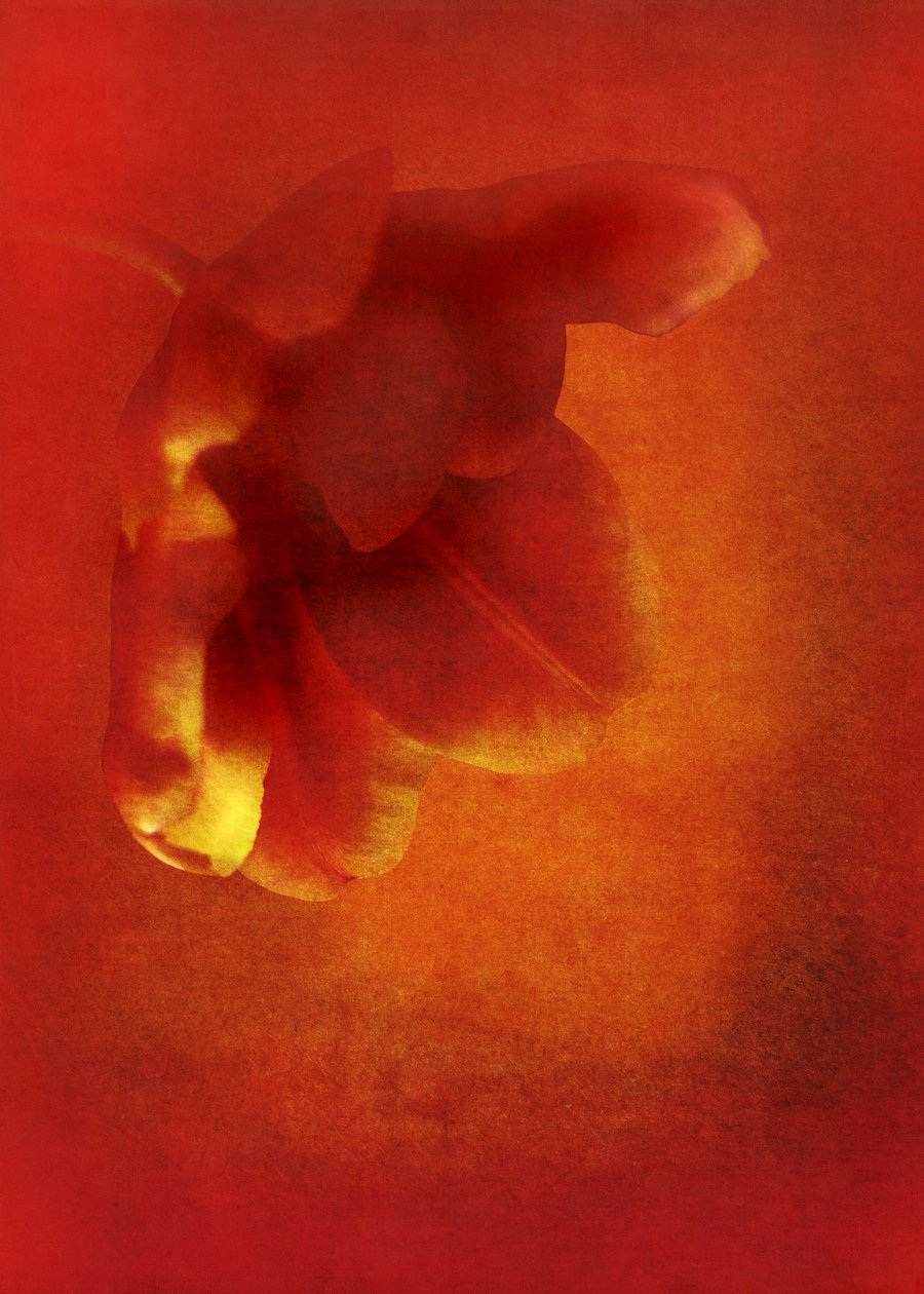 Flower in red by Johan Lilja: Buy fine art print