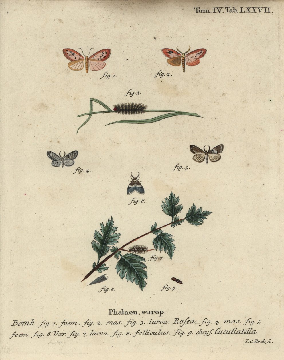 Rosy Footman and Short-Cloaked Moth by Johann Carl Bock