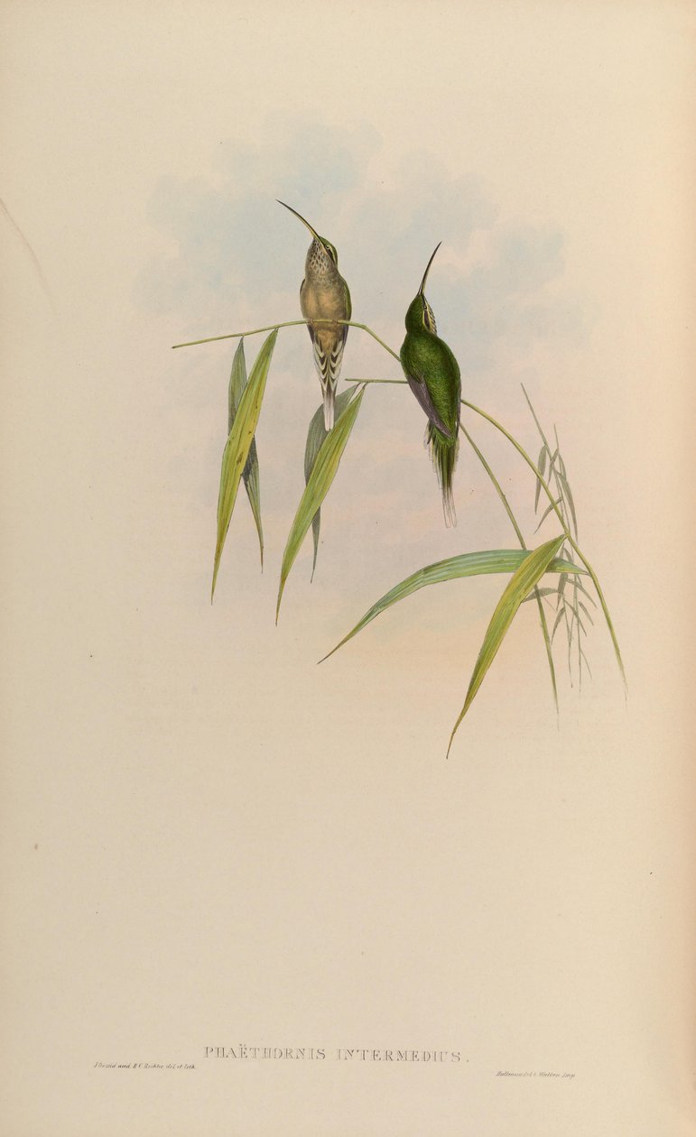 Phaethornis squalidus by John Gould: Buy fine art print