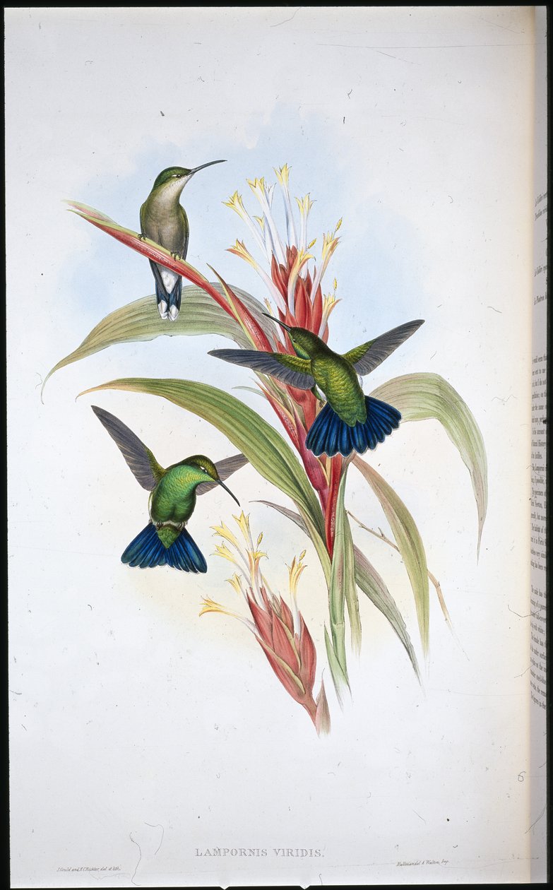 Blue-tailed Mango Hummingbird by John (after) Gould