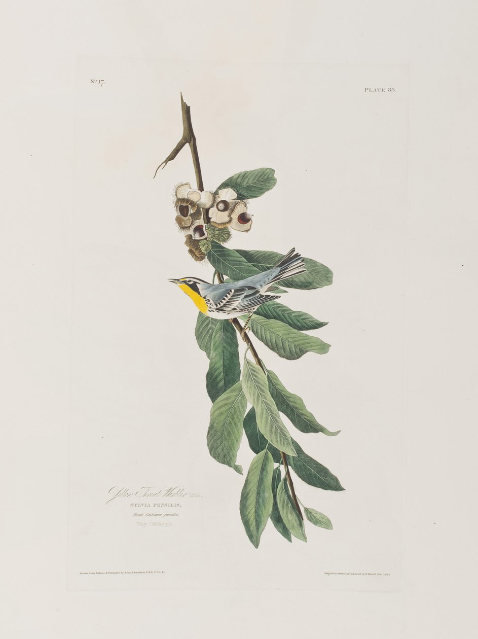 Illustration from 'Birds of America' by John James Audubon