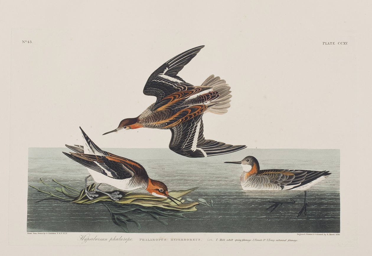 Illustration from 'Birds of America' by John James Audubon