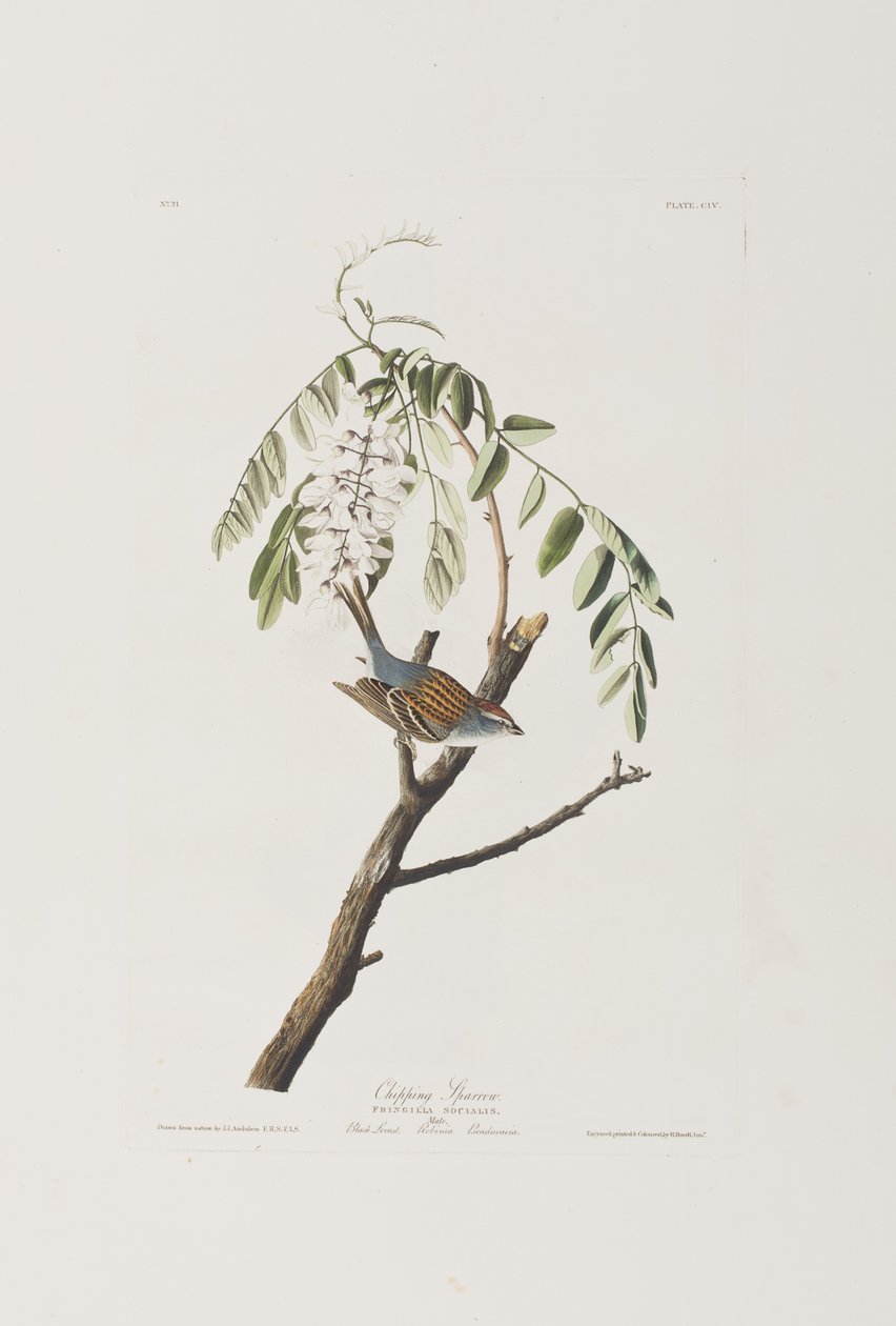 Illustration from 'Birds of America' by John James Audubon