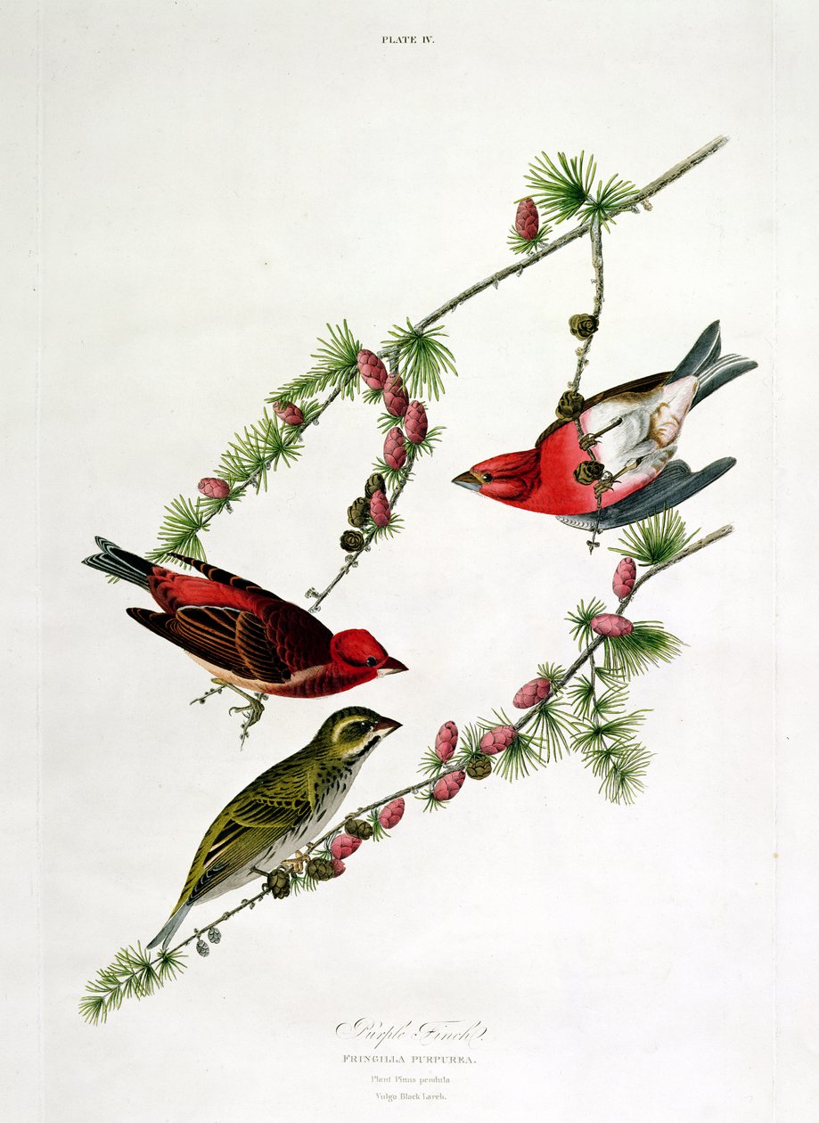 Purple Finch, from 'Birds of America', Engraved by William Home