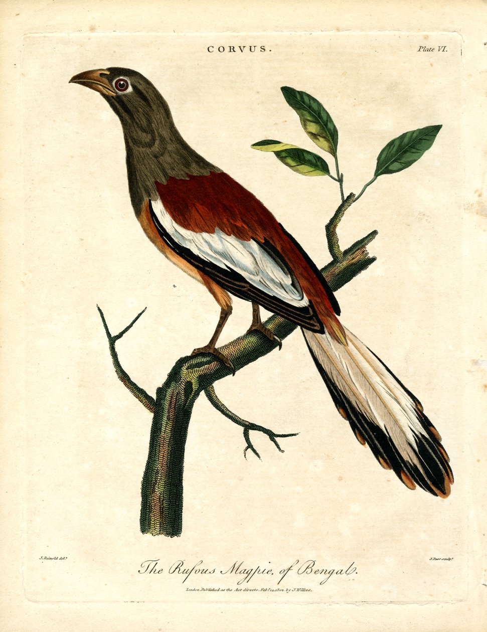 Rufous Magpie of Bengal by John Pass: Buy fine art print