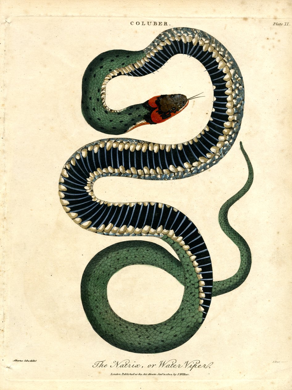The Natrix or Water Viper by John Pass: Buy fine art print