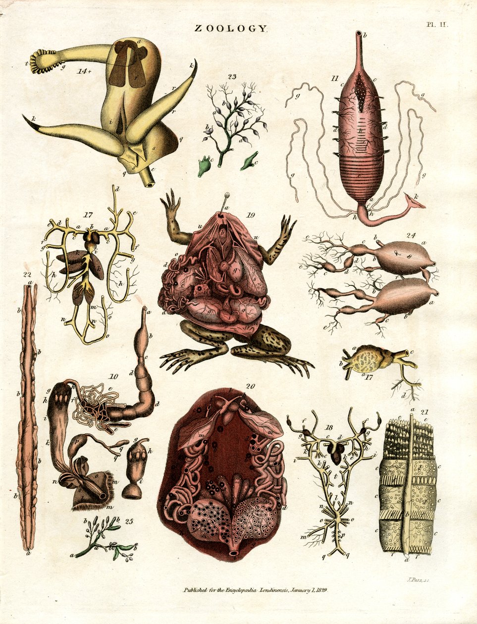Zoology Plate II: Anatomical Illustrations of Various Animals and Organs