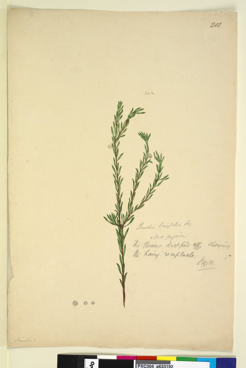 Page 202. Pimelia linifolia by John William Lewin