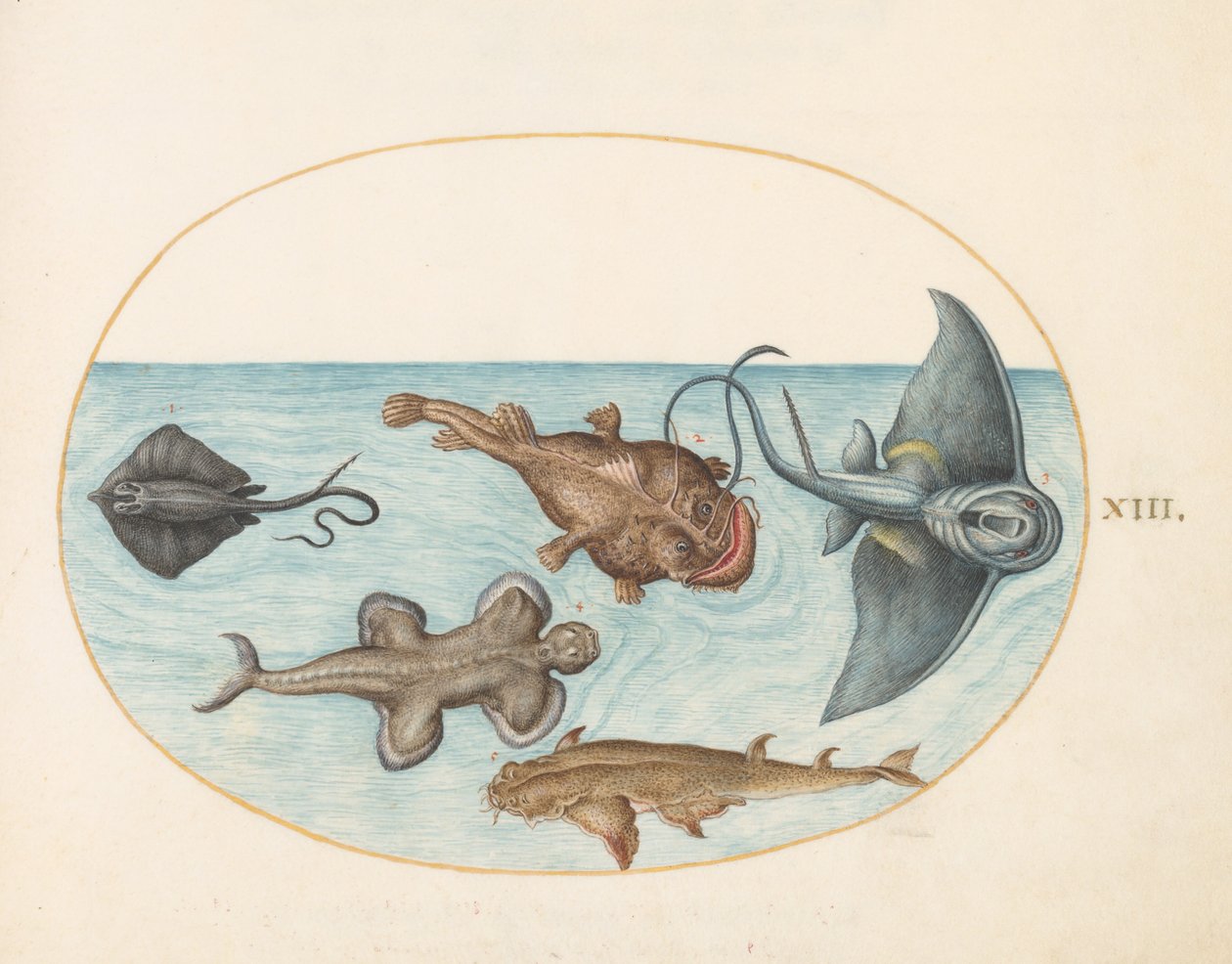 Two Stingrays, an Anglerfish, a Monkfish and an Angel Shark