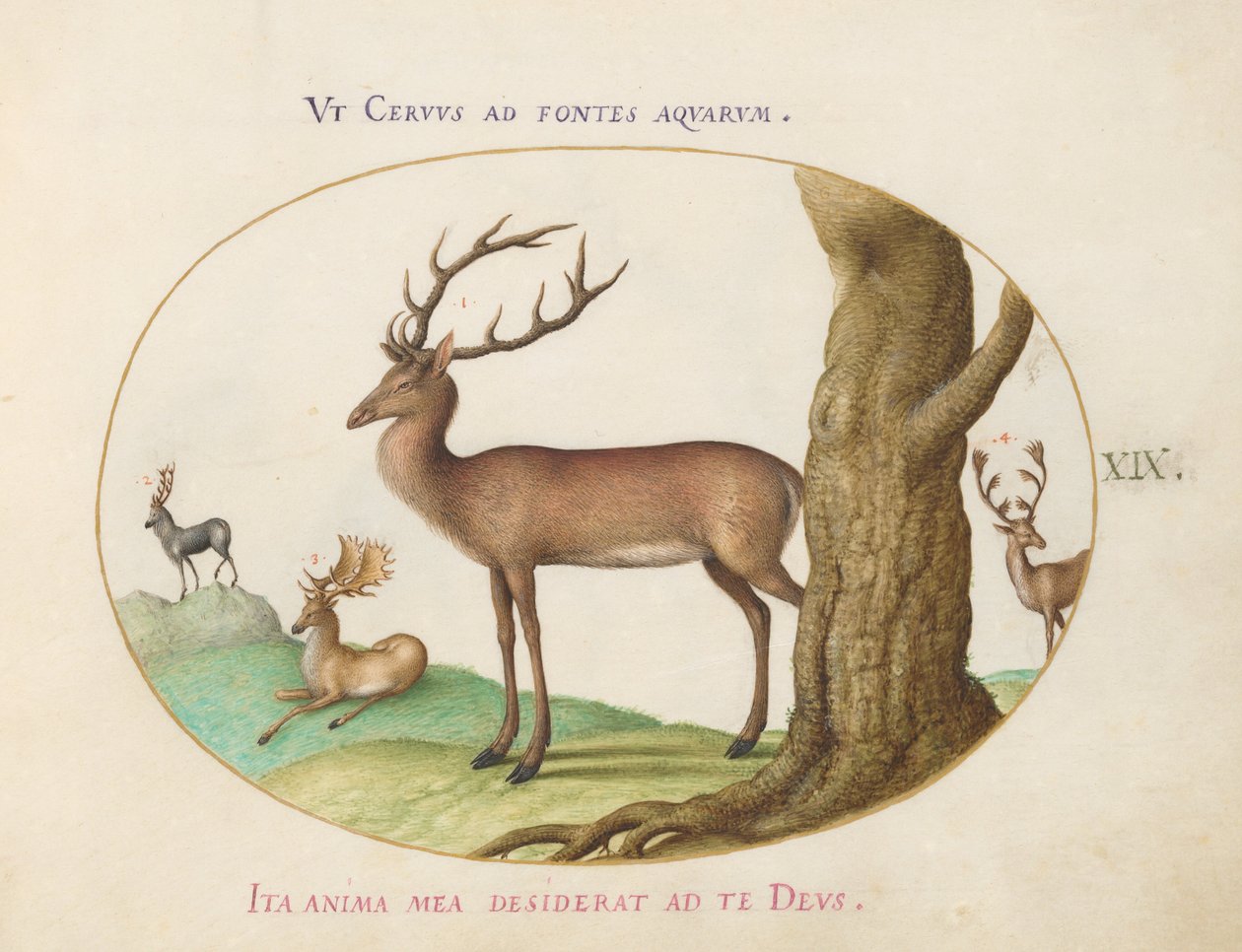 Plate 19: Four Types of Stags by Joris Hoefnagel