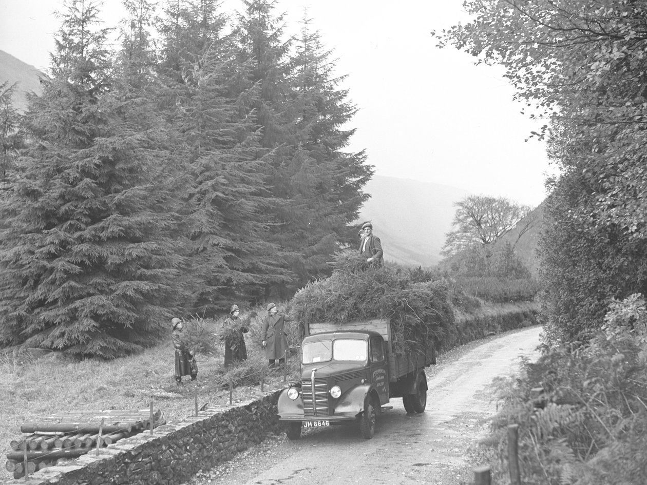 Lorry being loaded with Christmas trees by Joseph Hardman