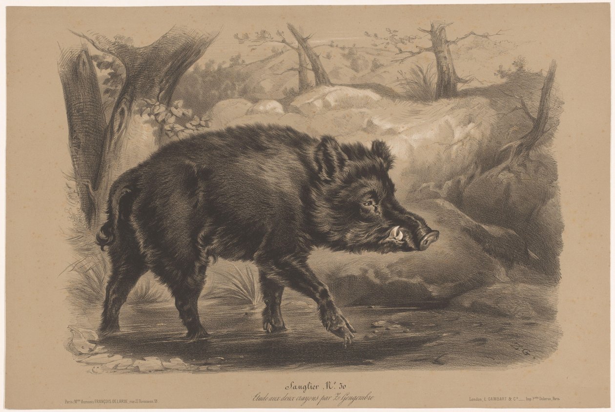 Wild Boar by Joseph Zephyris Gengembre: Buy fine art print