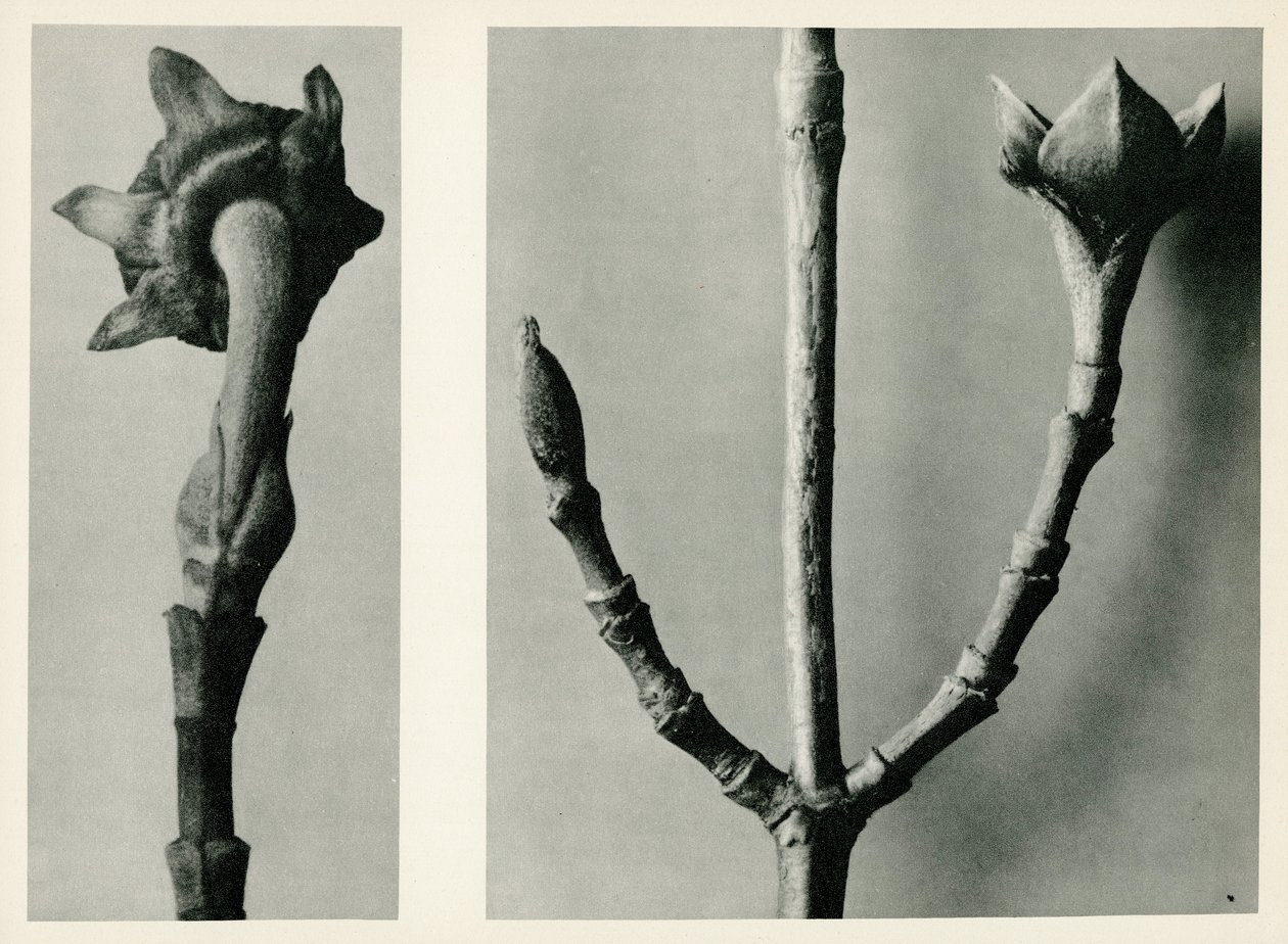 Untitled study by Karl Blossfeldt: Buy fine art print