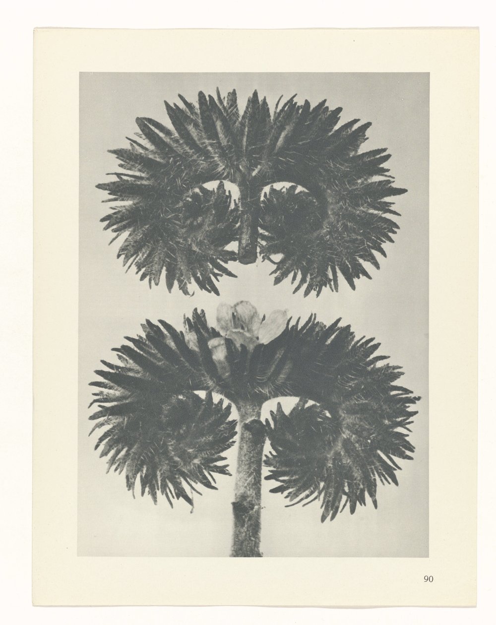 Plant Study by Karl Blossfeldt: Buy fine art print