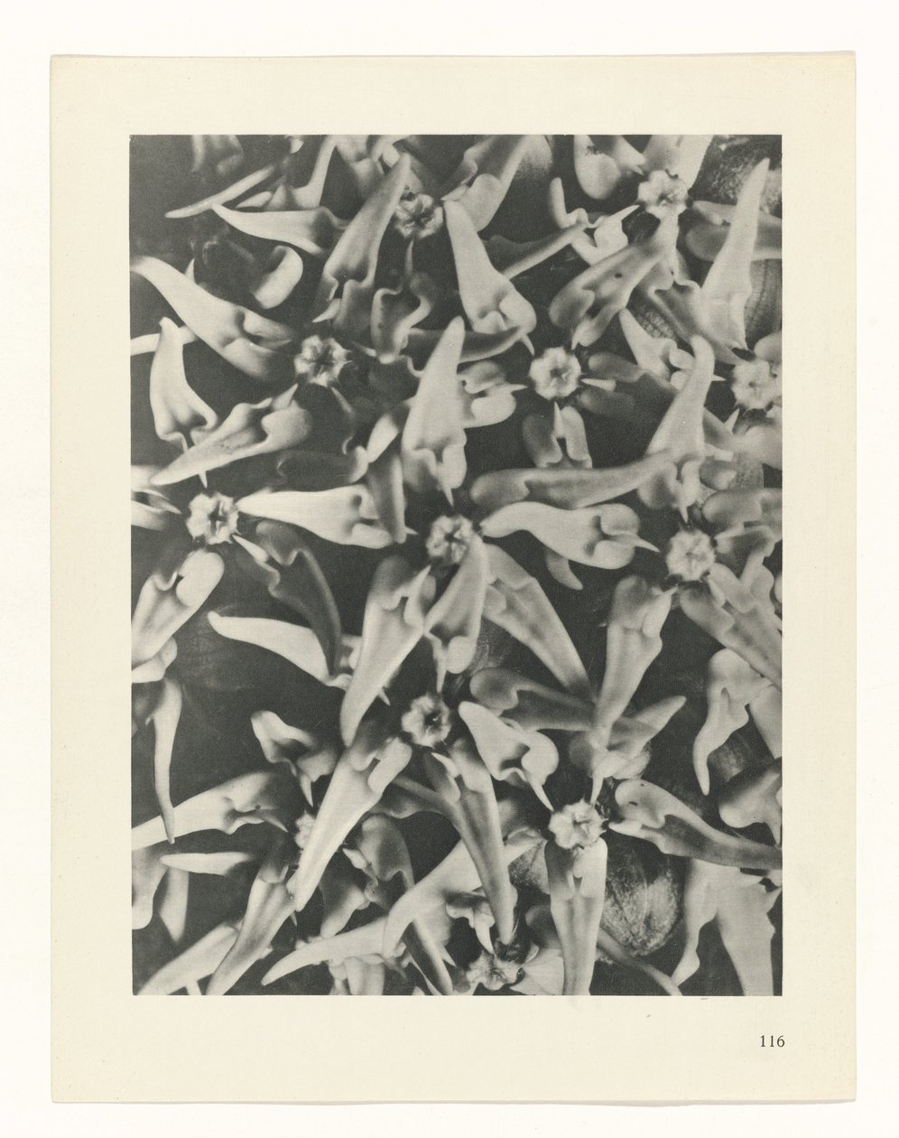 Plant Study by Karl Blossfeldt: Buy fine art print
