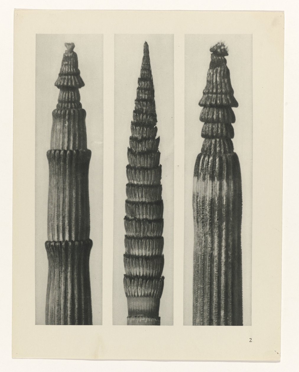 Plant Study by Karl Blossfeldt: Buy fine art print