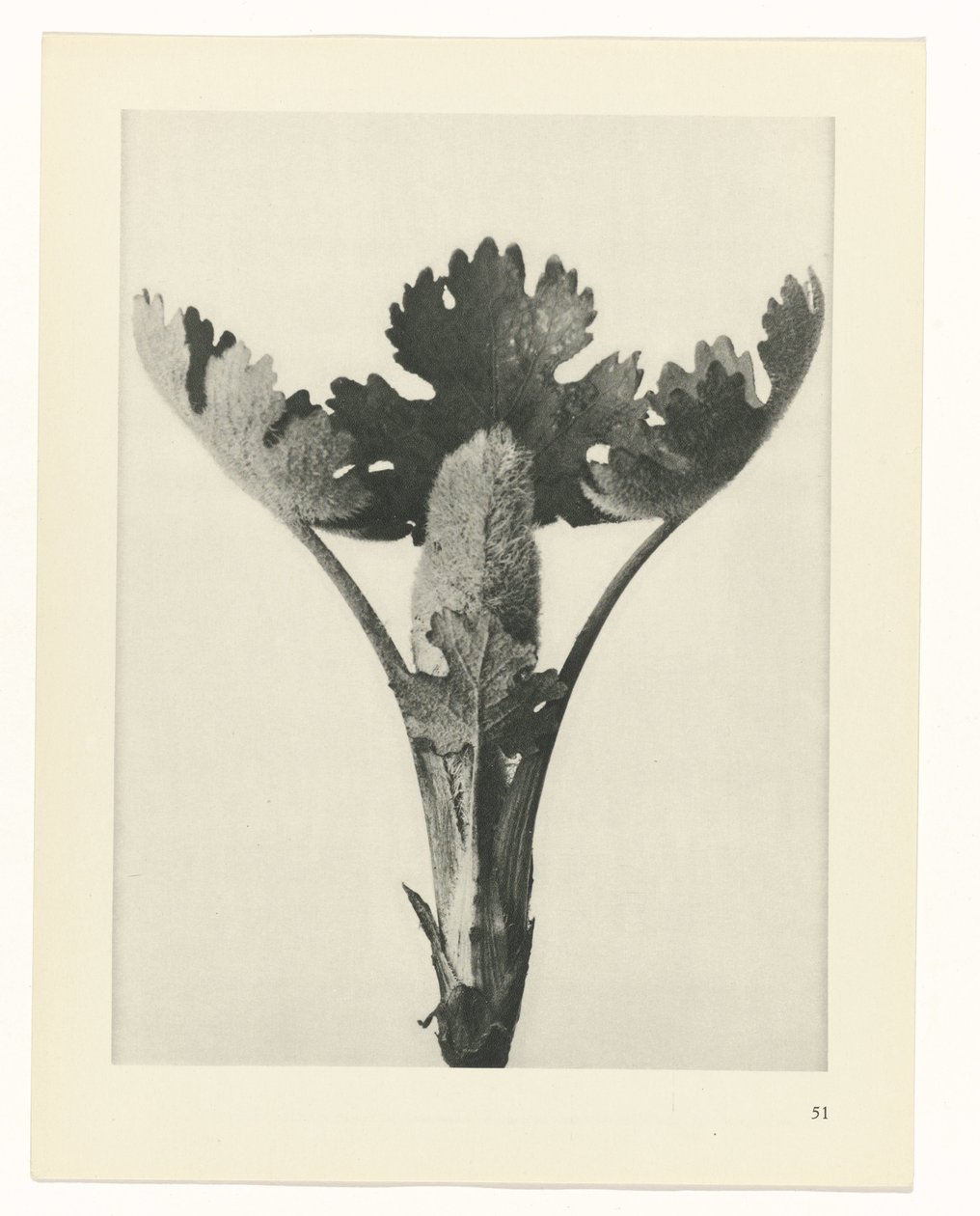 Plant Study by Karl Blossfeldt: Buy fine art print