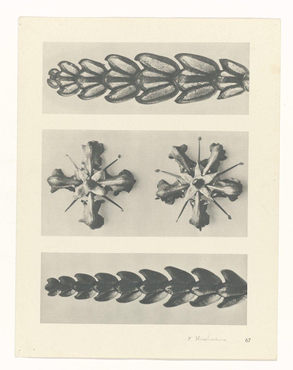 Plant Study by Karl Blossfeldt: Buy fine art print