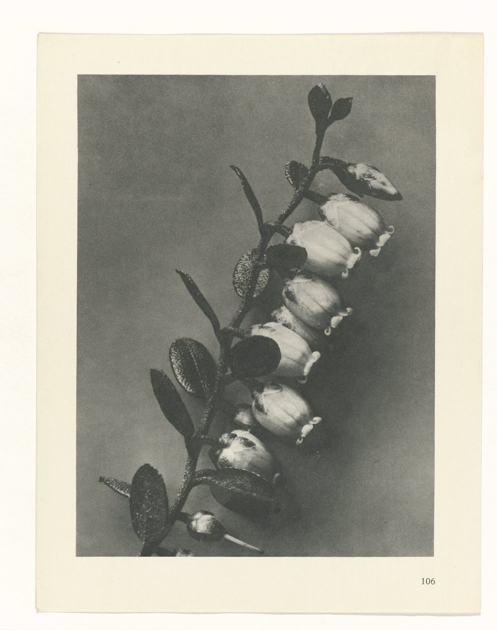 Plant Study by Karl Blossfeldt: Buy fine art print