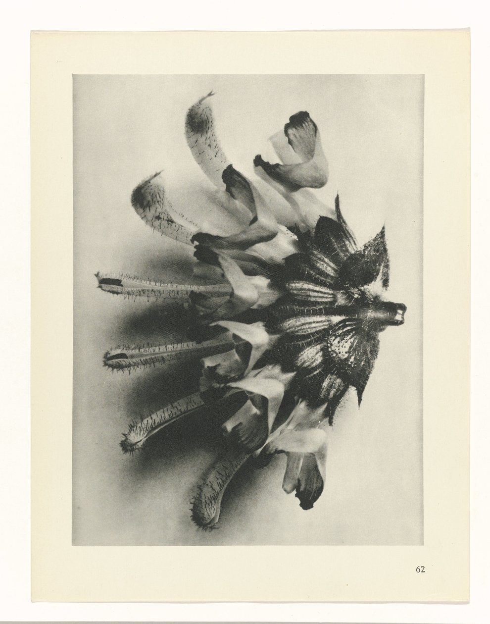 Plant Study (Urformen der Kunst series) by Karl Blossfeldt